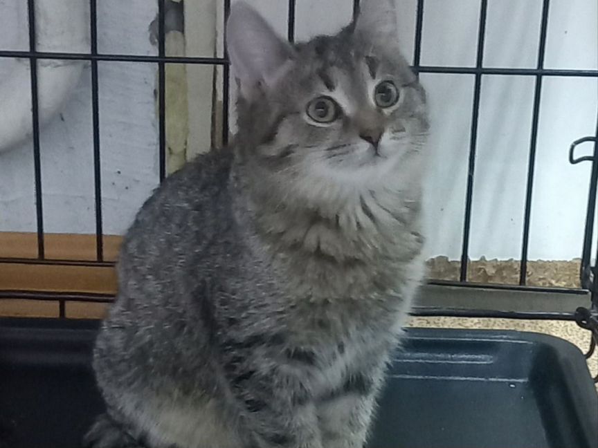 Котёнок Пати, 3,5 мес