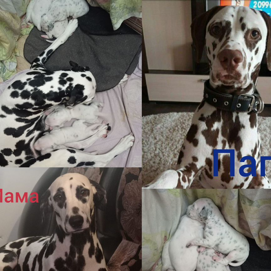 Щенки далматина