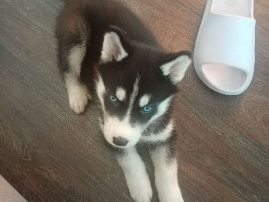 Продам щенка хаски