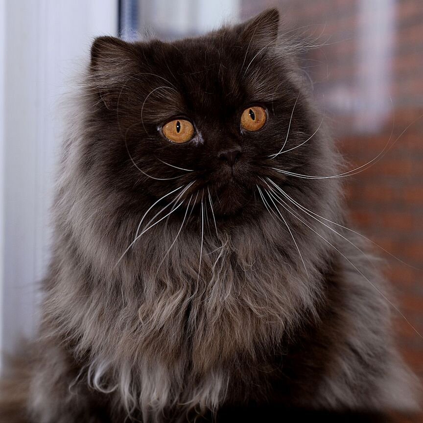 Британская длинношёрстная, взрослая кошка