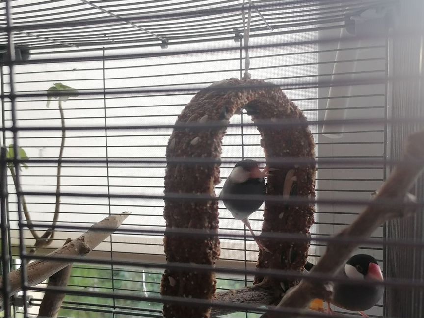 Амадины рисовые