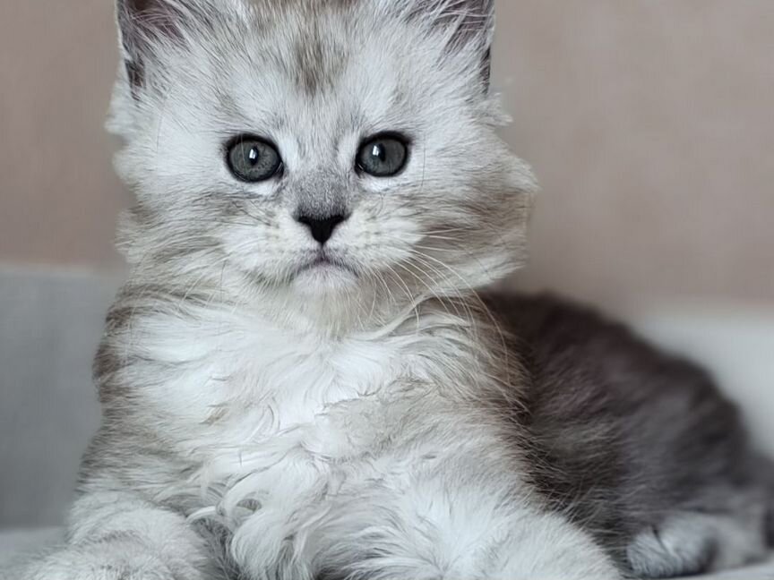 Лучше котята Мейн-кун