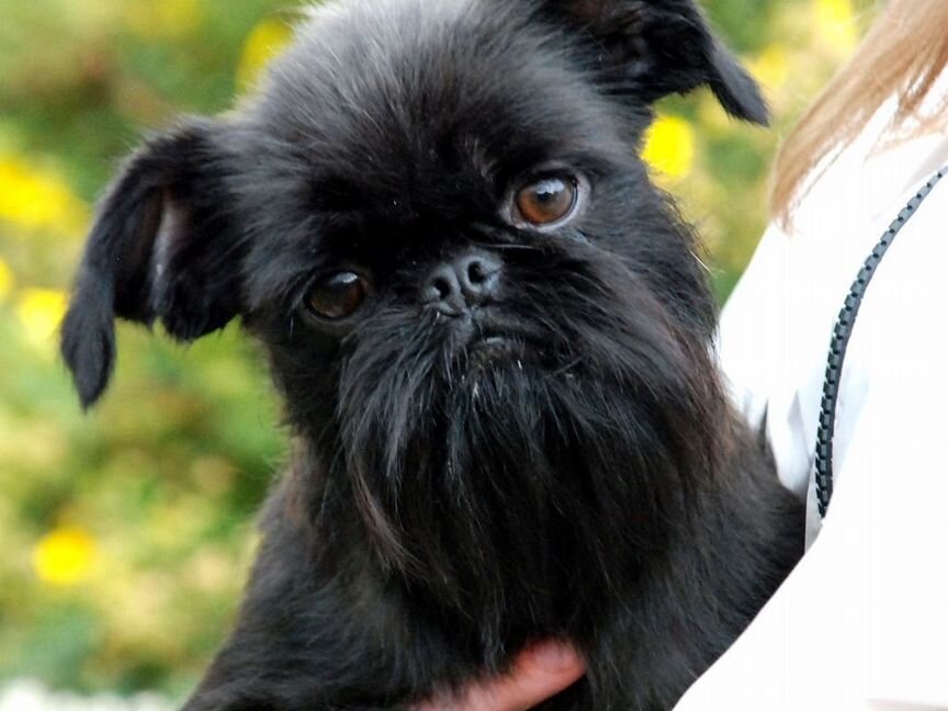 Бельгийский гриффон девочка