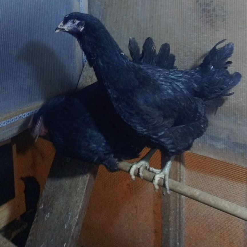 Куры молодки несушки