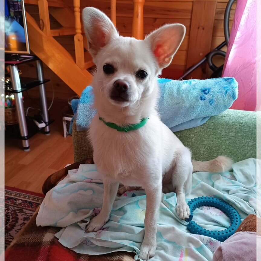 Собаки чихуахуа щенок