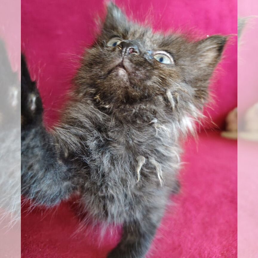 Котёнок в добрые руки