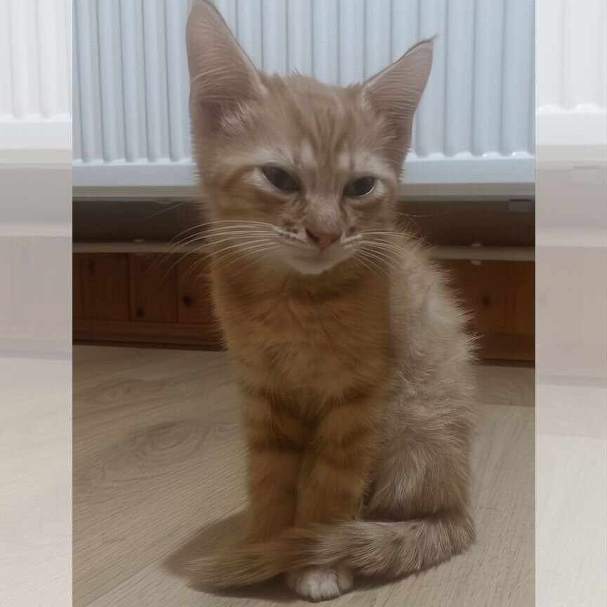 Котёнок от частного владельца