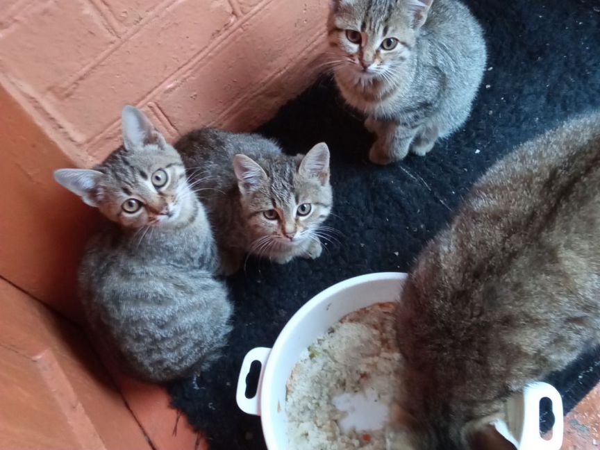 Кошечки крысоловки. Дарю