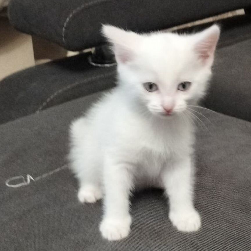 Котенок