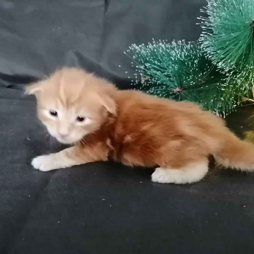 Котик мейн-кун - рыжее счастье