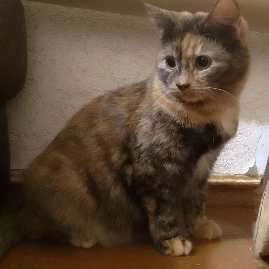 Кошка
