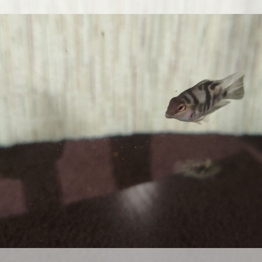 Отдам 2 рыбки попугайчика