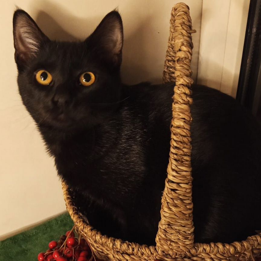 Котёнок в добрые руки