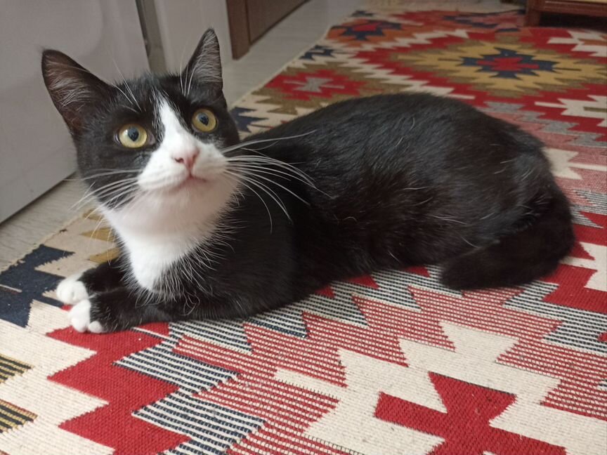 Кошка в дар 8 месяцев