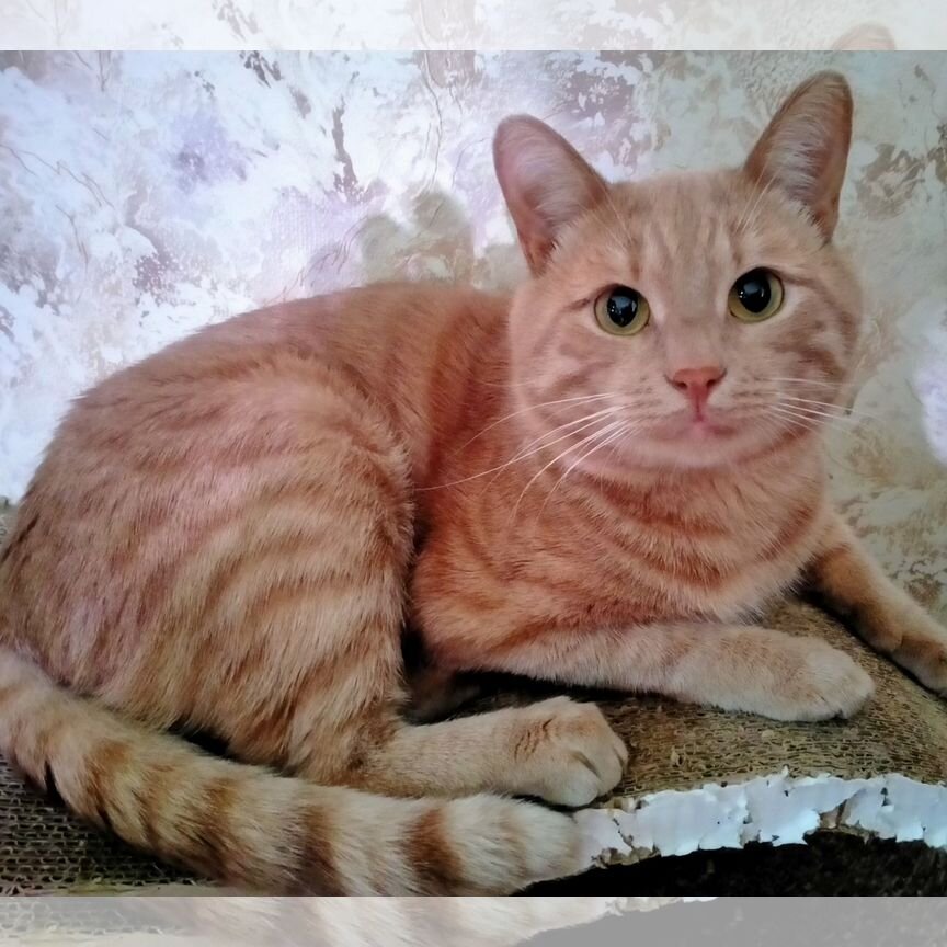 Рыжий кот в добрые руки
