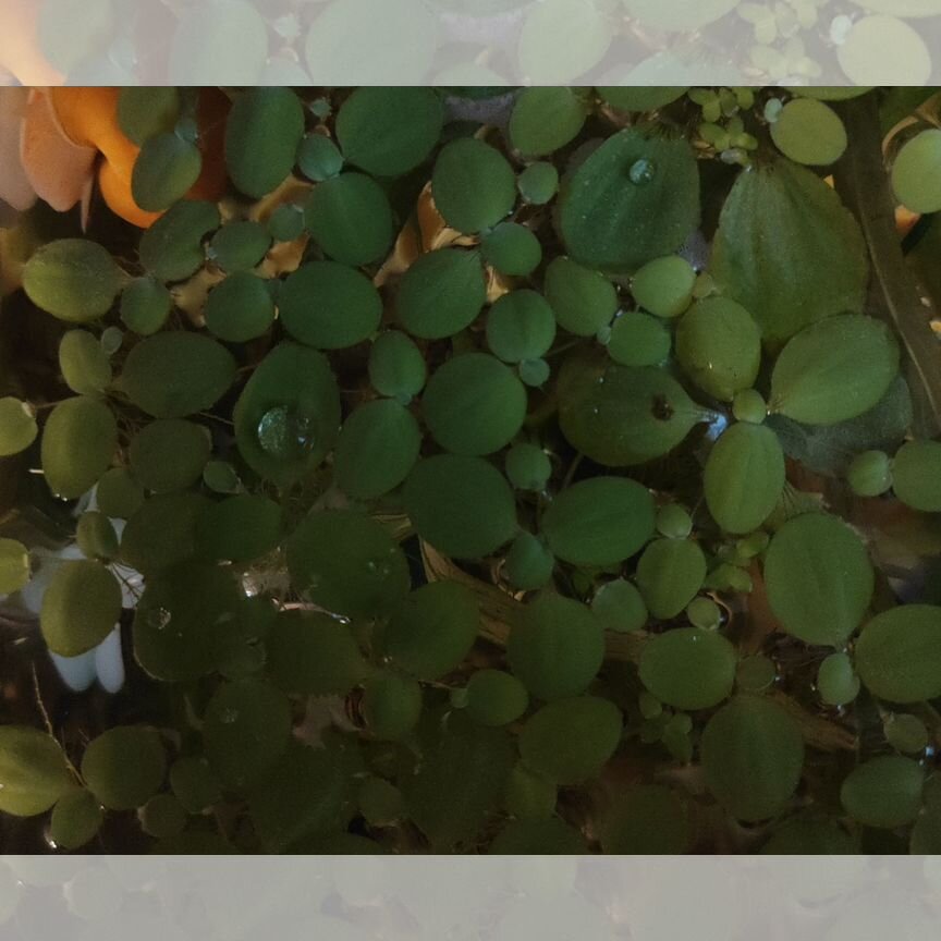 Растения Пистия телорезовидная. Улитки Ампулярии