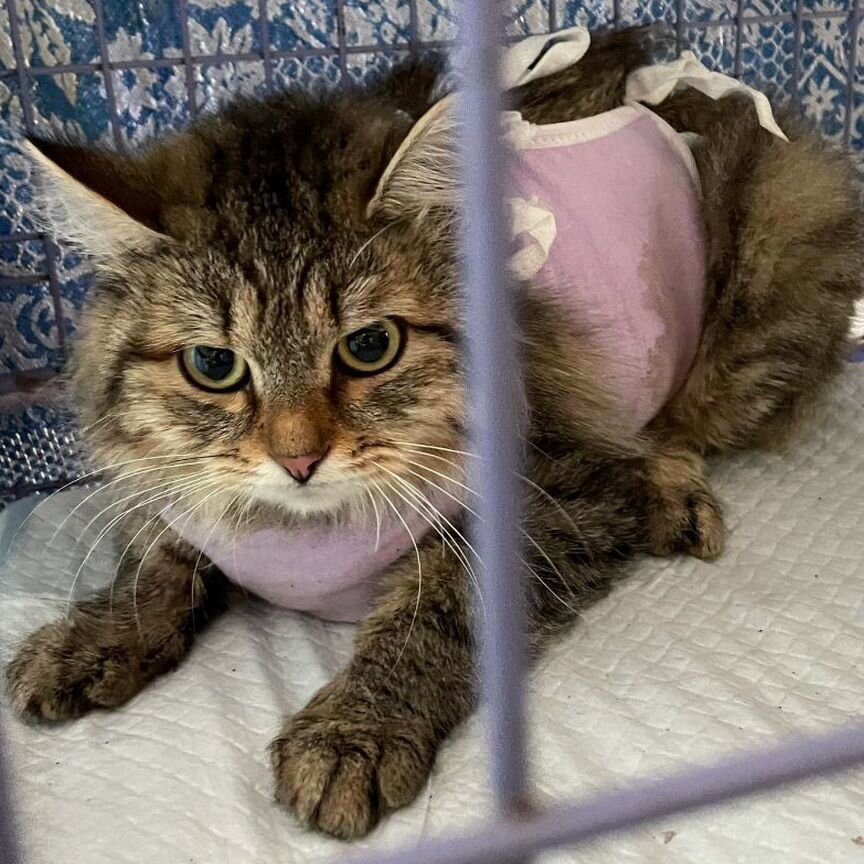 Коты и кошки в добрые руки