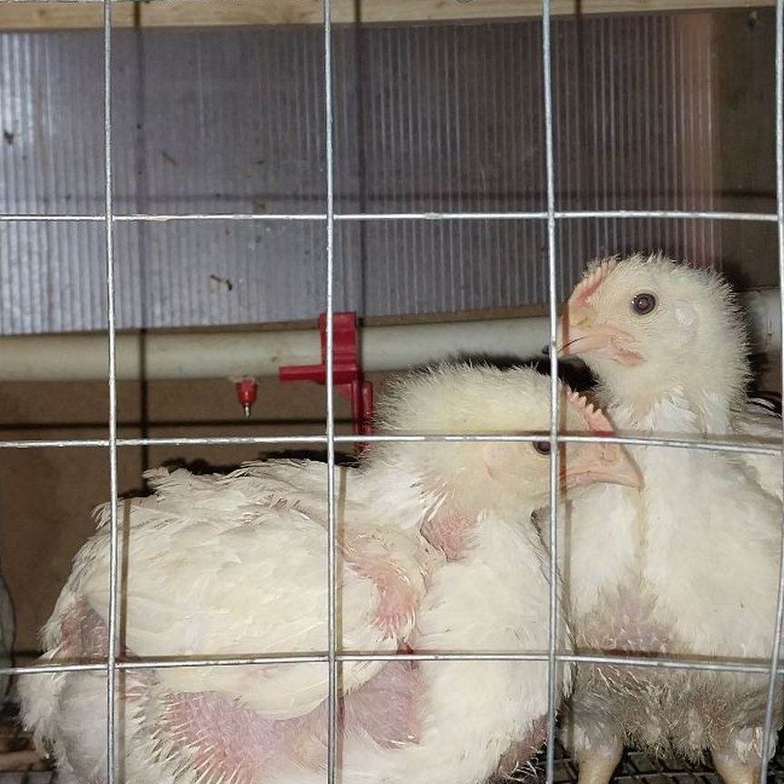 Бройлер 1 месяц