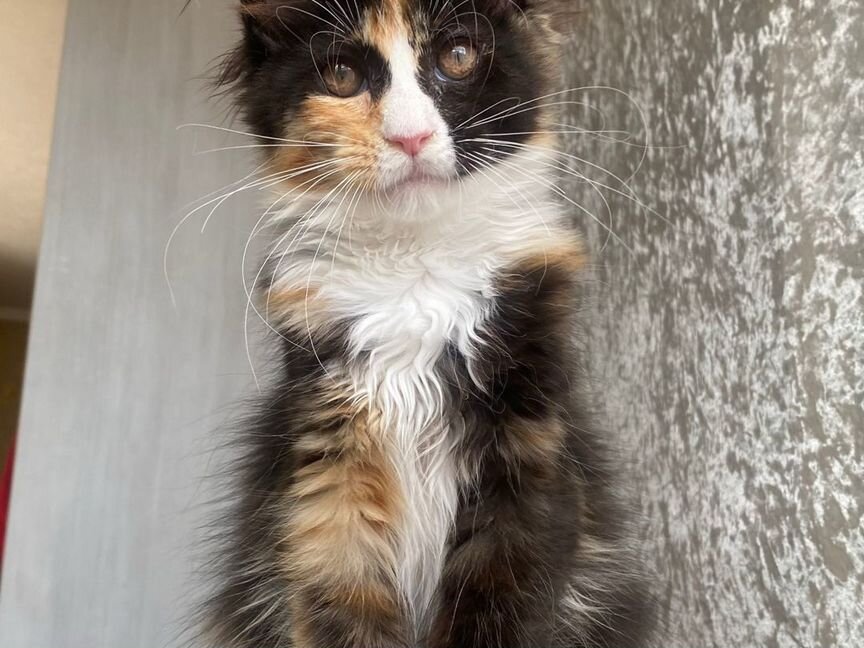 Мейн-кун черепашка