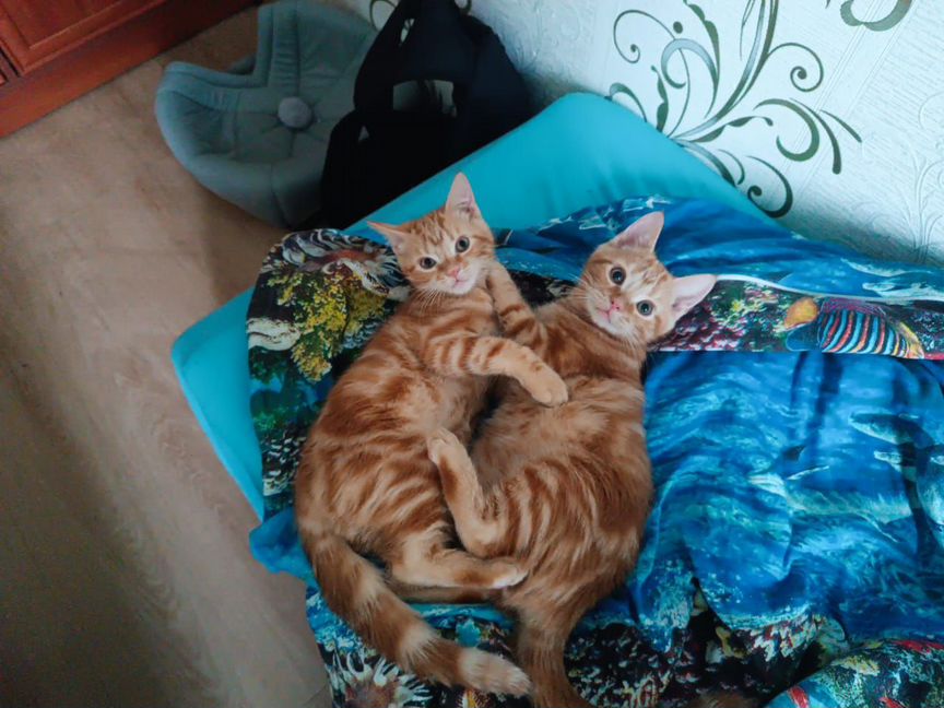 Британский котик помесь