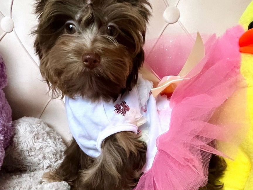 Йоркширский терьер цветной