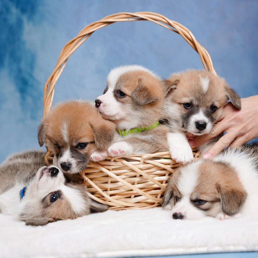 Корги пемброк