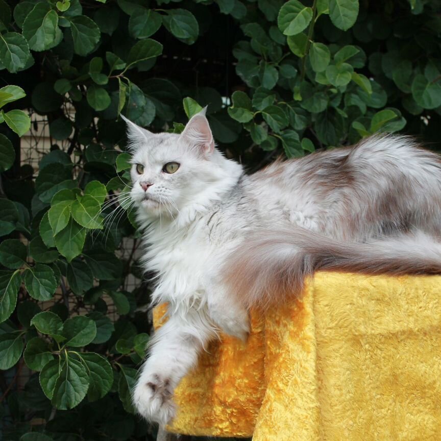 Девочки мейн кун в поиске дома