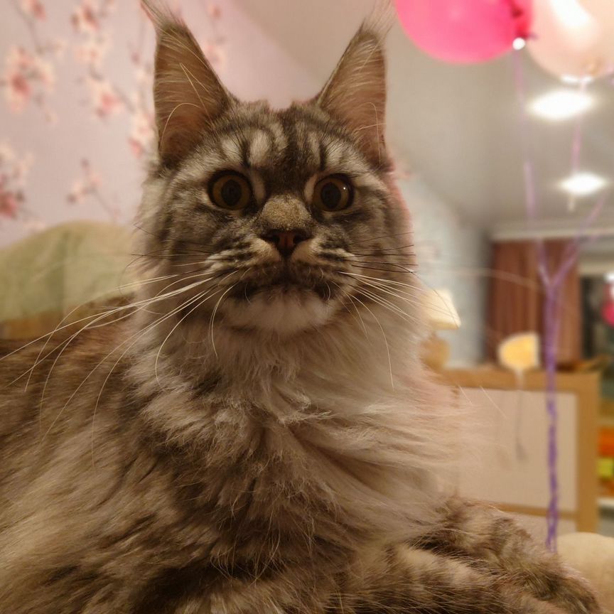 Кошки мейн-кун