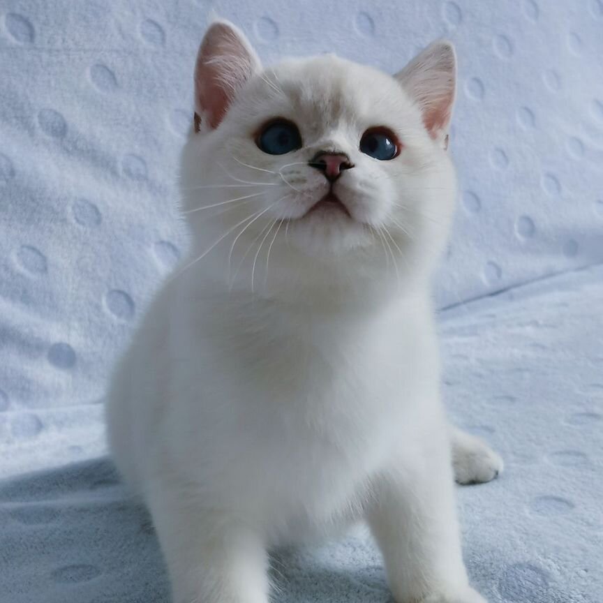 Британский мальчик ns1133