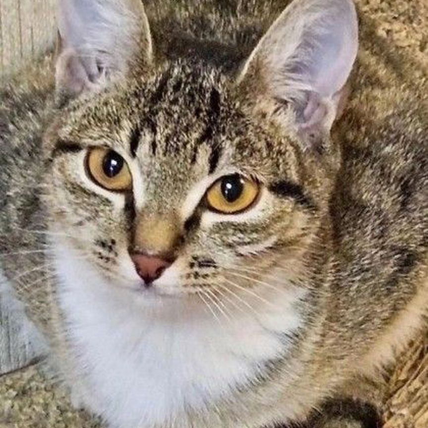 Кошечка ищет дом