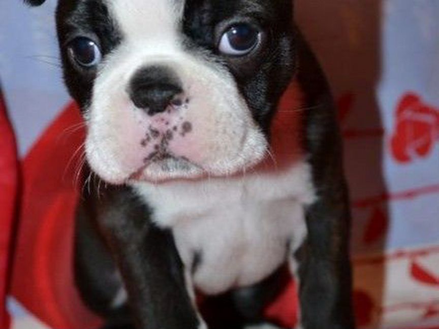 Маленький бостон терьер