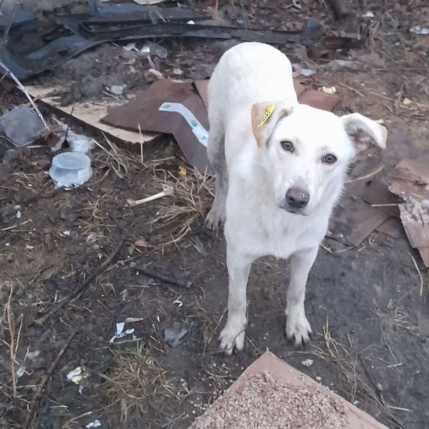 Красавчик Джеки(мальчик)молодой в добрые руки