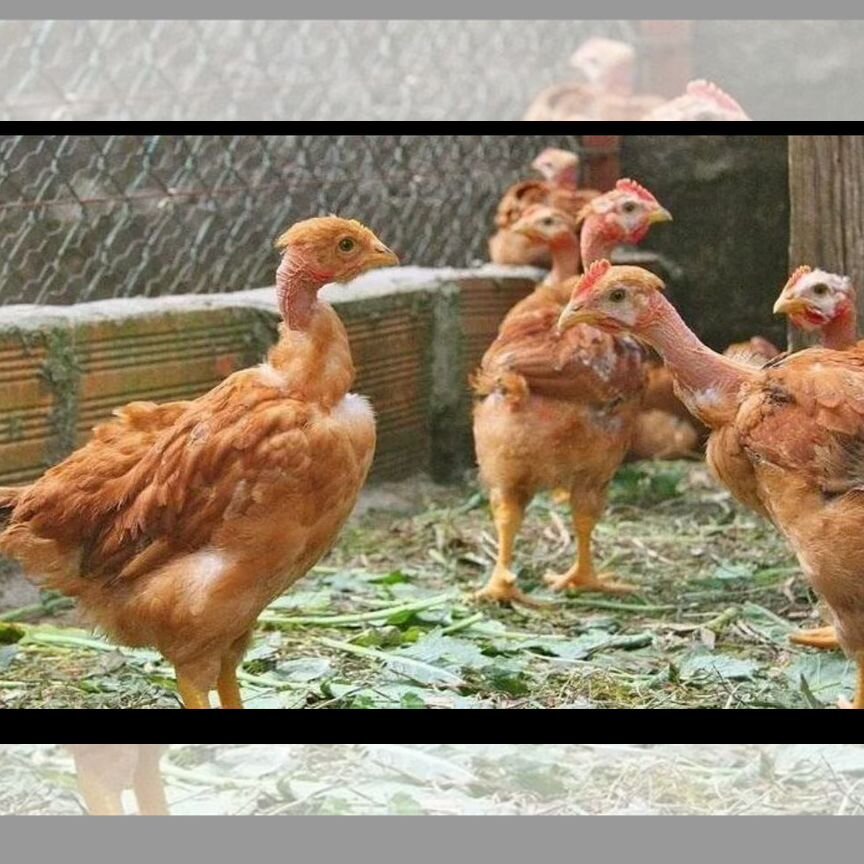 Цыплята голошейки месячные