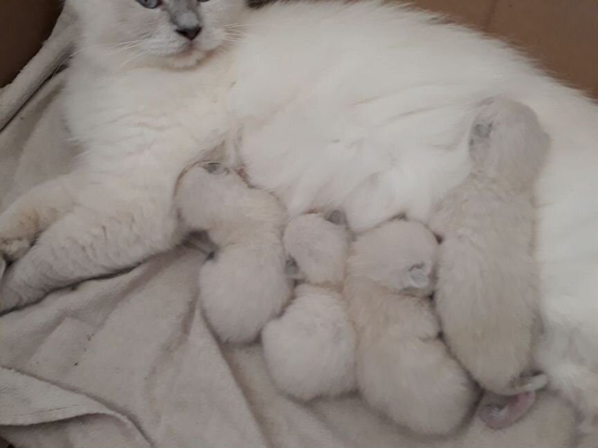 Котята Невские маскарадные