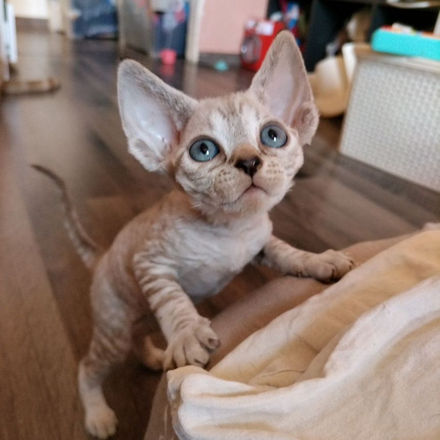 Милые умняшки