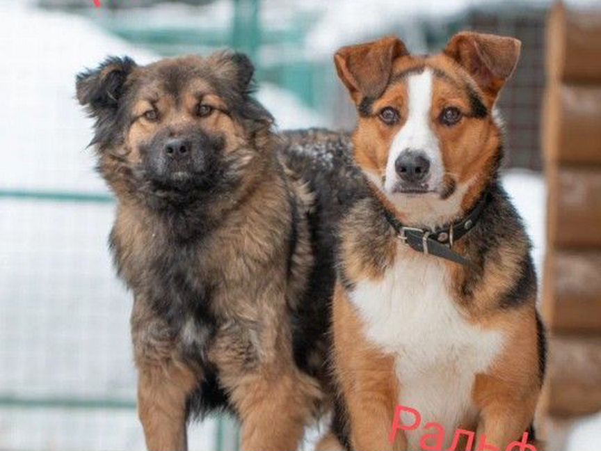 Чудесный Ральф ждёт вас в Лесном приюте