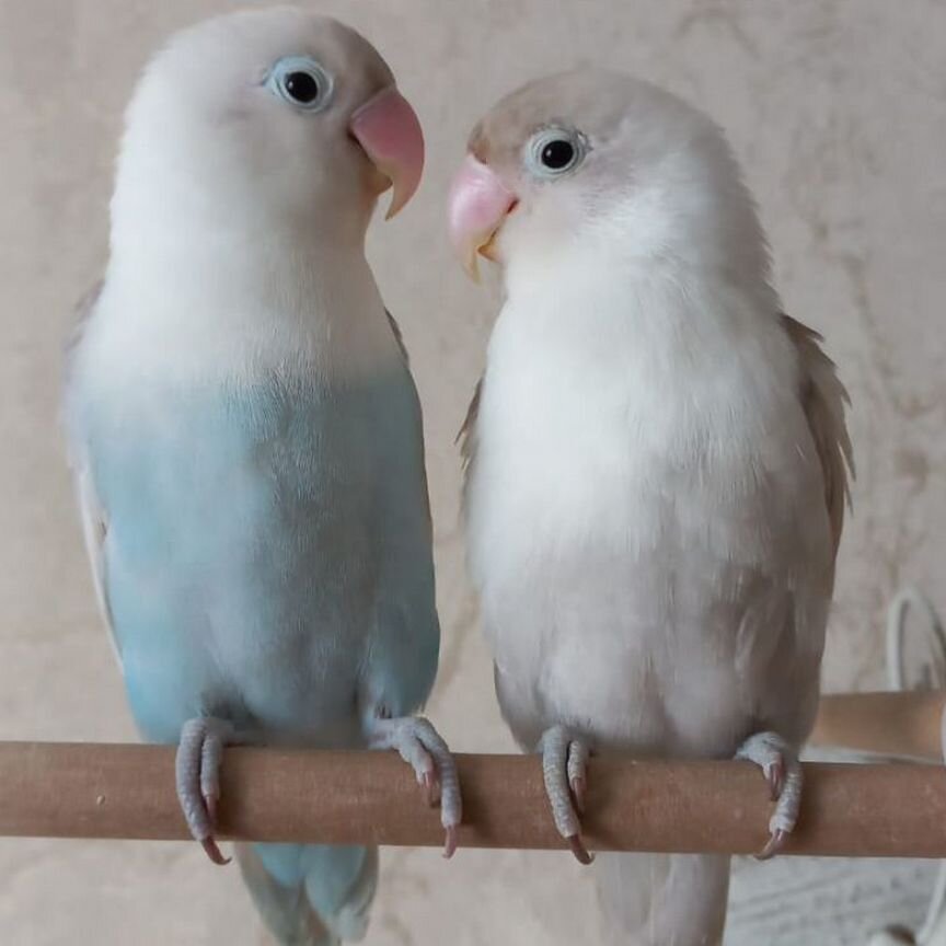 Попугай неразлучник мальчик