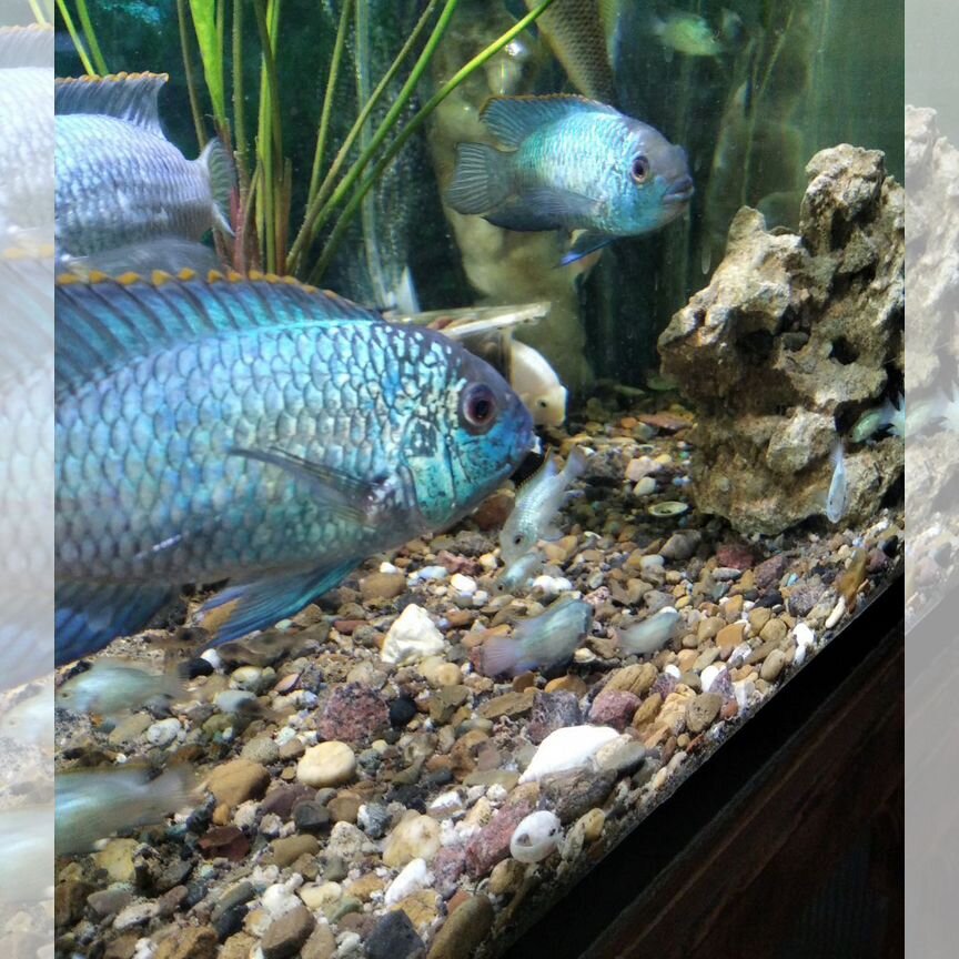 Нанакара неон