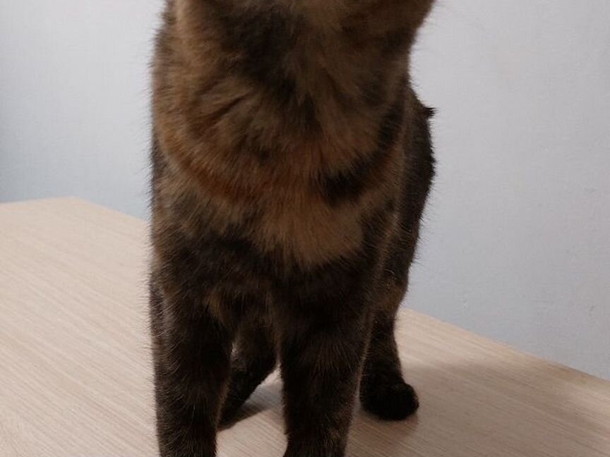 Котёнок девочка ищет любимых хозяев