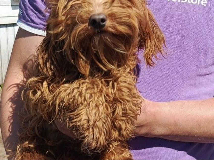 Той-пудель яркий окрас