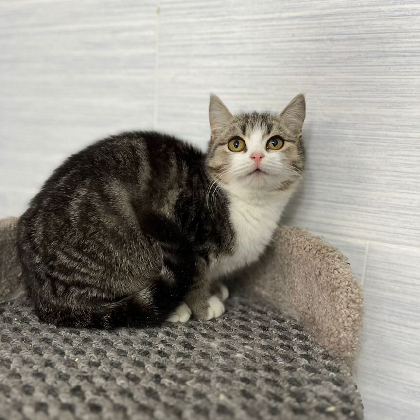 Котенок привитая прелесть