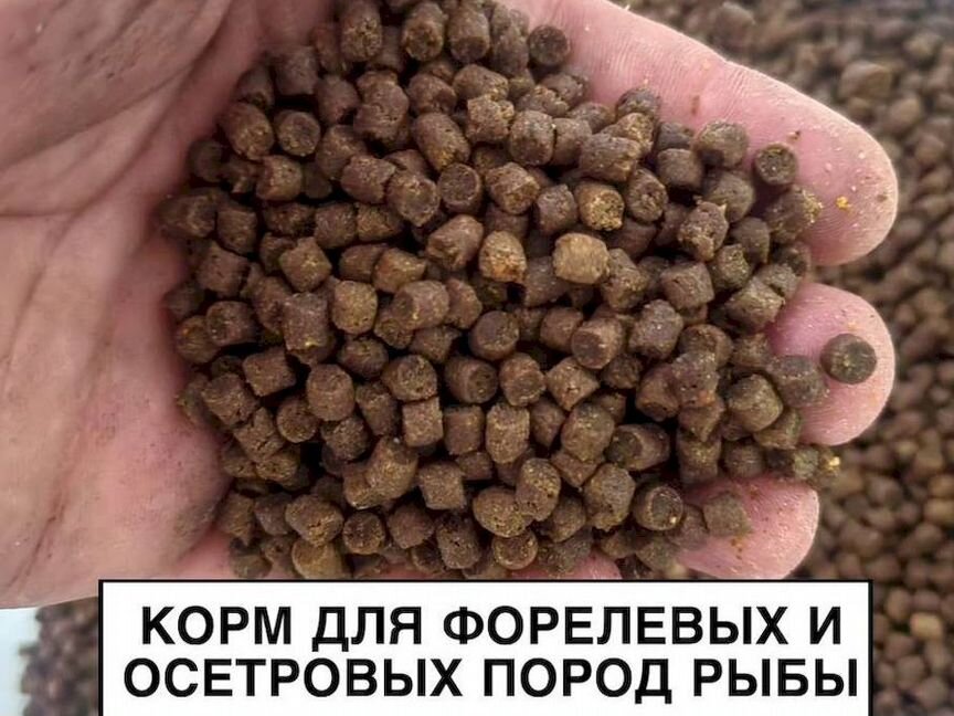 Корм для рыб