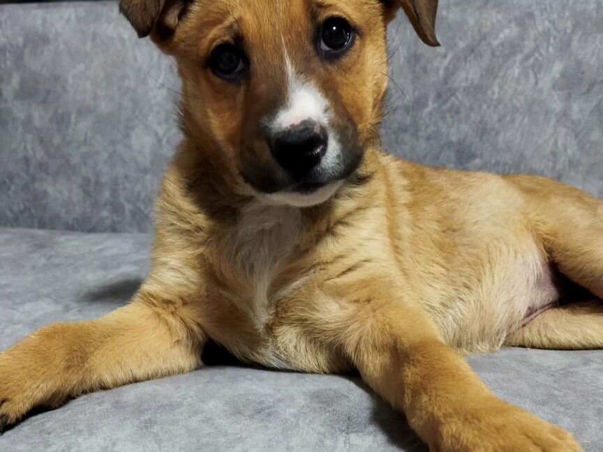 Чудесная щенуля ждет своего Хозяина