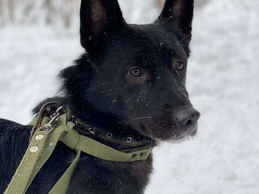 Собака в добрые руки Браин