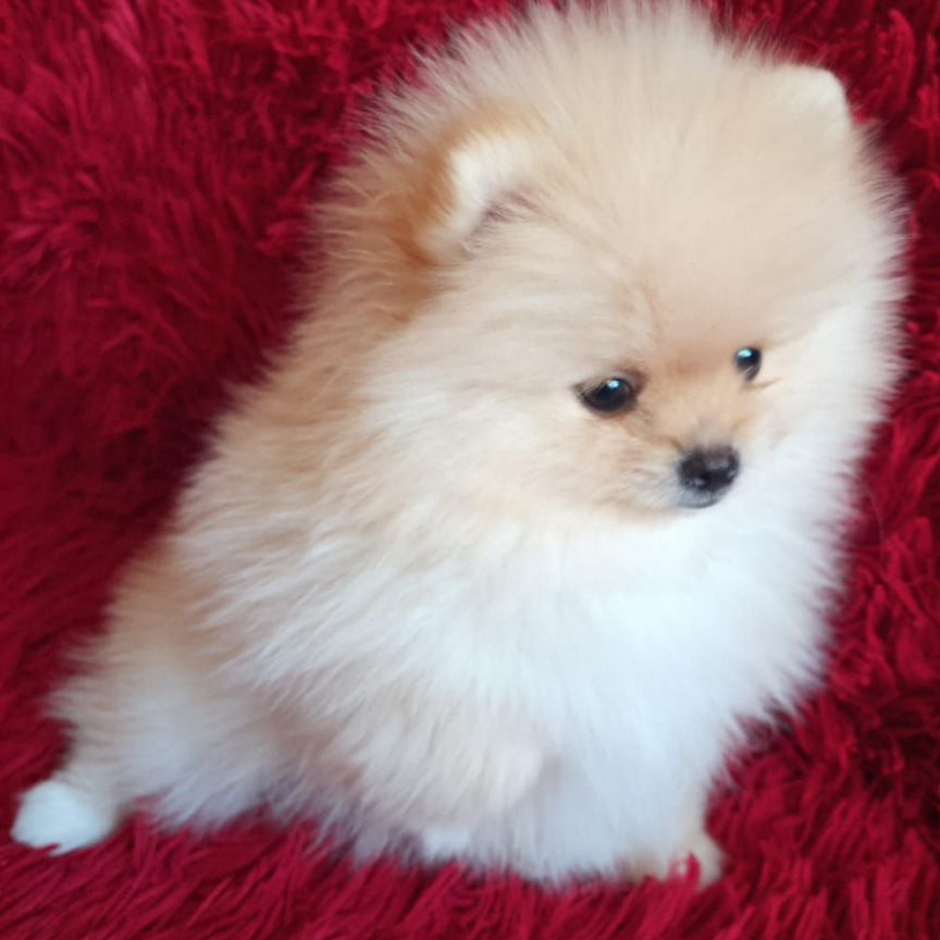 Померанский шпиц, щенок