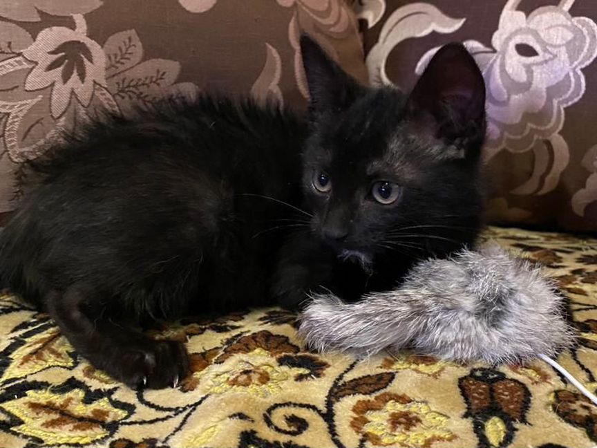 Черный Бумер, котенок в добрые руки