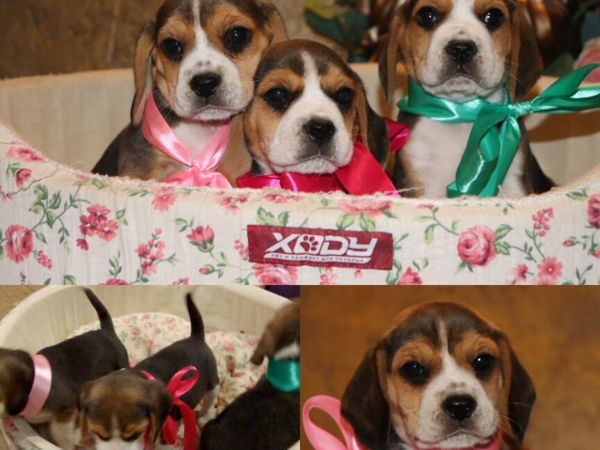 Бигль чудо собака