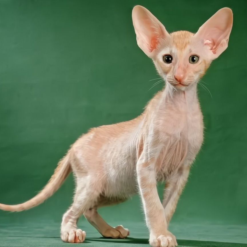 Ориентальный котёнок