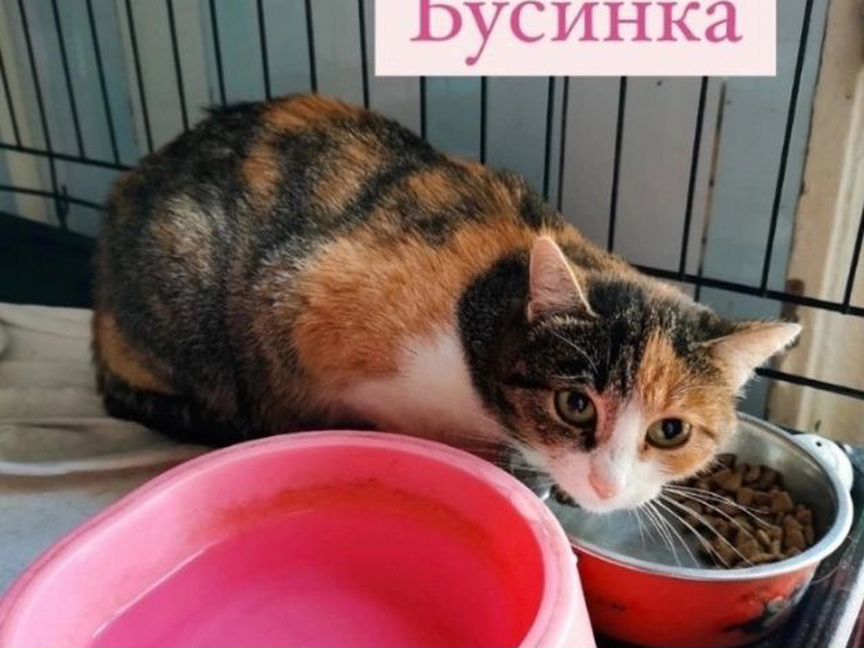 Кошки в добрые руки