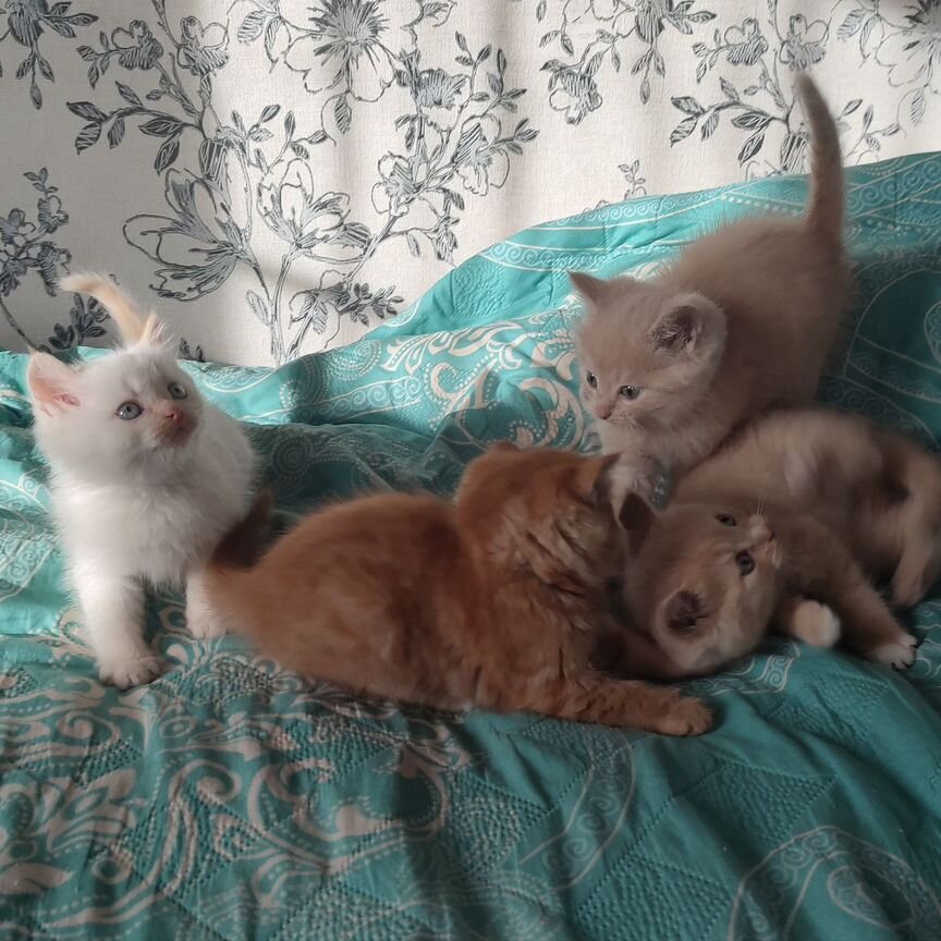 Котята